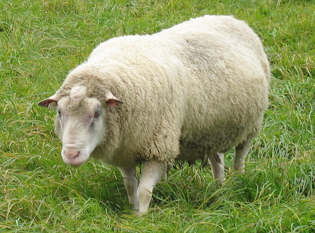 Breed Standard - Finnsheep Breeders' Association